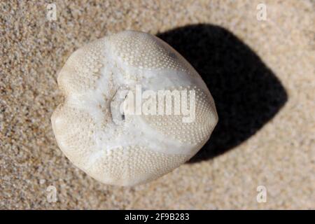 Sea potato / Heart urchin (Echinocardium cordatum) shell washed on ...