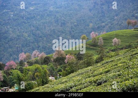 Temi Tea Estate Nestled in Ravangla.The Garden is one of the most ...
