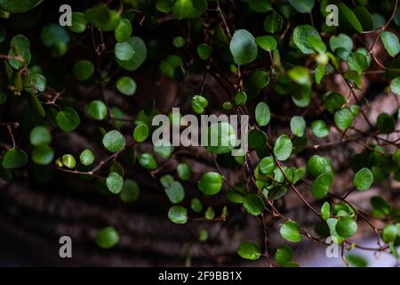 Tiny green leaves as a natural background Stock Photo - Alamy