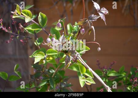 Looking Forward to Spring Blossom, DSLR Stock Photo - Alamy