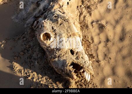 Decomposed camel in deser Stock Photo - Alamy