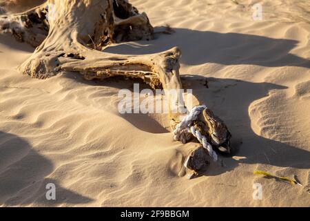 Decomposed camel in deser Stock Photo - Alamy