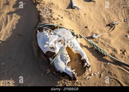 Decomposed camel in deser Stock Photo - Alamy