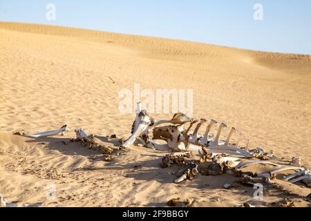 Decomposed camel in deser Stock Photo - Alamy