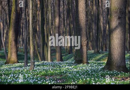 White oak tree flowers spring bloom close up with green foliage and ...