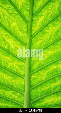 The 3d rendering of leaf texture or leaf background Stock Photo - Alamy