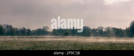 Beautiful meadow with trees on a foggy day Stock Photo - Alamy