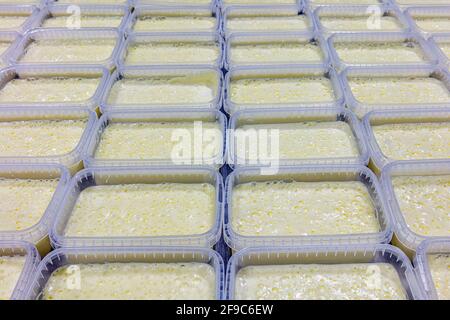 Milky cream wavy surface. Close-up. Milk cream layer texture. Clotted ...