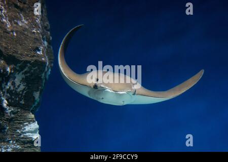 The cownose ray (Rhinoptera bonasus) swims towards camera in aquarium ...