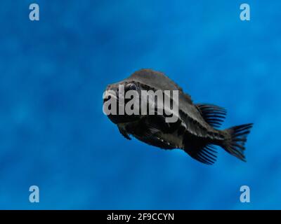 A Lumpfish (Cyclopterus lumpus) fish swimming in the Osaka Aquarium ...