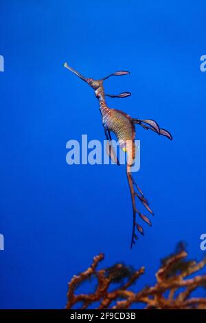 Weedy seadragon, Phyllopteryx taeniolatus, are red, yellow and purple ...