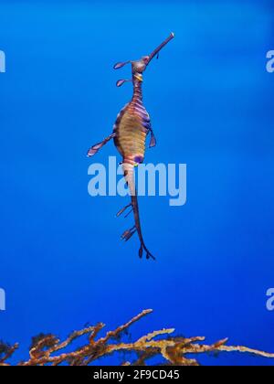 Weedy seadragon, Phyllopteryx taeniolatus, are red, yellow and purple ...