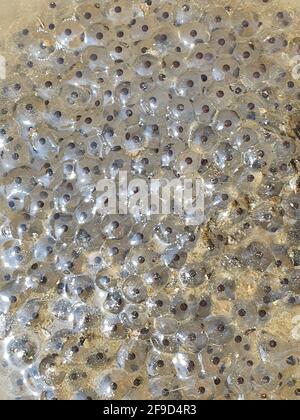 Top view of frog caviar in the water Stock Photo - Alamy