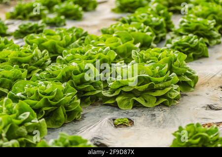 Young spring organic lettuce planted in a greenhouse Stock Photo - Alamy