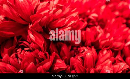 Plastic flowers for decoration, can be use as background Stock Photo ...
