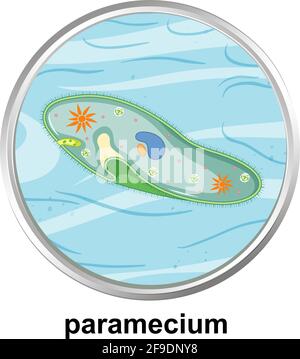Anatomy structure of Paramecium on white background Stock Vector Image ...