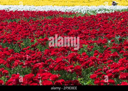 Rows of blooming garden buttercups of different colors in an ...