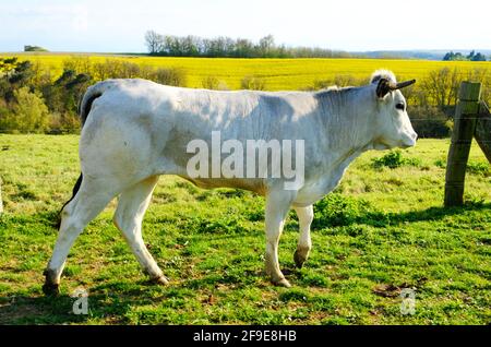Gascon Cow , cattle, in an organic farm in Pyrenees South France, Aude ...