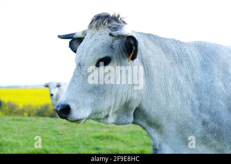 Gascon Cow , cattle, in an organic farm in Pyrenees South France, Aude ...