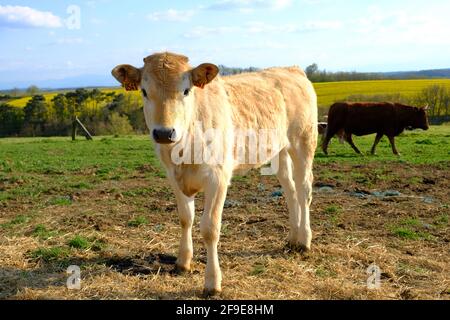 Gascon Cow , cattle, in an organic farm in Pyrenees South France, Aude ...