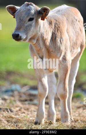 Gascon Cow , cattle, in an organic farm in Pyrenees South France, Aude ...