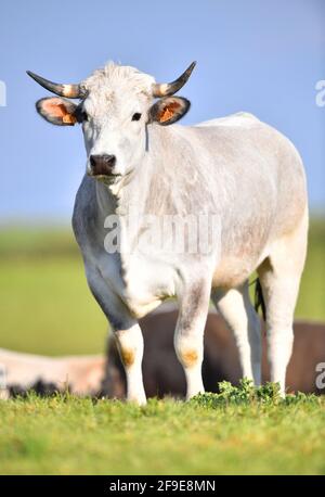 Gascon Cow , cattle, in an organic farm in Pyrenees South France, Aude ...