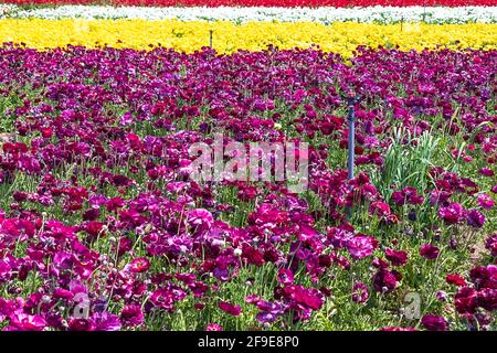 Rows of blooming garden buttercups of different colors in an ...