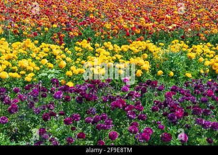 Rows of blooming garden buttercups of different colors in an ...