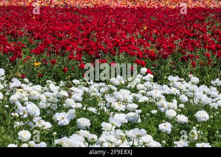 Rows of blooming garden buttercups of different colors in an ...