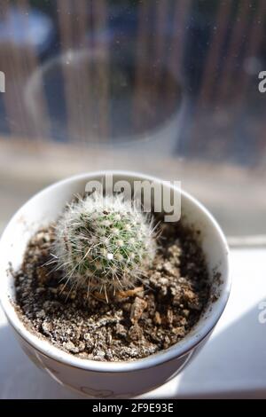 Cactus Indoor in front of a window with sunlight Stock Photo - Alamy