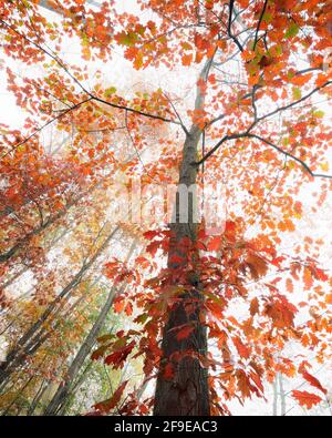 From below of tall oak tree with colorful leaves growing in woods in ...