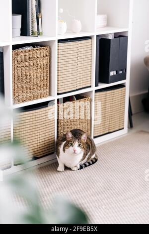 Cute cat looking at camera assorted angles Stock Photo - Alamy