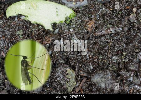 Larva and adult of Dark-winged fungus gnat, Sciaridae on the soil ...