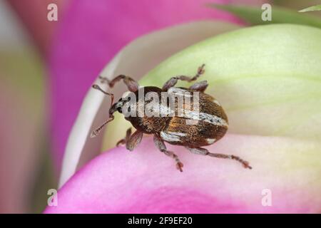 Tychius quinquepunctatus is a family beetle Curculionidae Weevils. It ...
