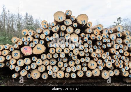 Numbered log trunks stacked in the forest. Logging Stock Photo - Alamy