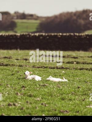 Two lambs enjoying the green grass near Geilo, Norway Stock Photo - Alamy