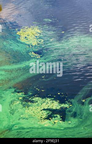 Algal bloom in freshwater river ecosystem, a response to increased ...