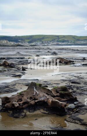 Submerged prehistoric forest, Borth, Wales revealed by stormy seas ...