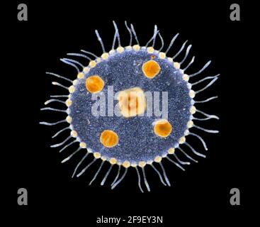 Obelia geniculata medusa, young polyp, darkfield illumination Stock ...