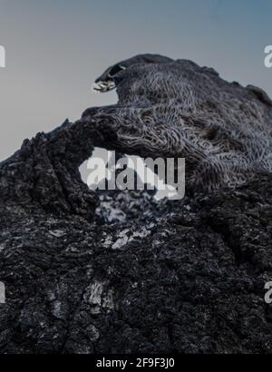 A vertical shot of a textured cliff in Garden of the Gods, Shawnee ...