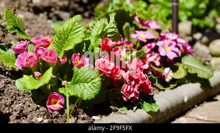 Primula ‘Primlet Pink Shades’ Stock Photo - Alamy