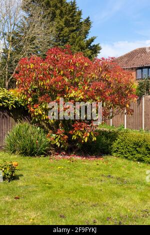 Photinia red robin large shrub tree plant, uk garden Stock Photo - Alamy