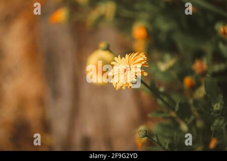 Selective focus on yellow calendula flower Stock Photo - Alamy