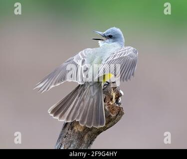 Couch's Kingbird. Rio Grande Valley, Texas Stock Photo - Alamy