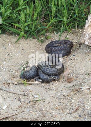 Two Adder Snakes. Coiled. Basking Stock Photo - Alamy