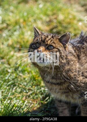 Scottish Wildcat growling Stock Photo - Alamy