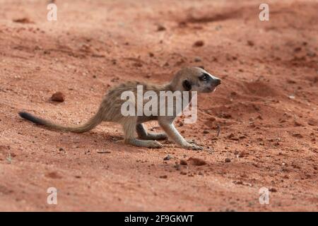 Meerkats (Suricata suricatta), young Bagatelle Game Ranch, Hardap ...