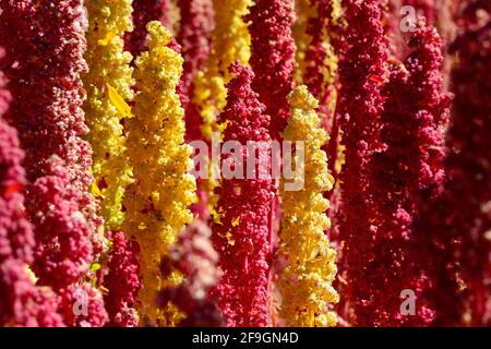 Panicles of ripe quinoa (Chenopodium quinoa), Andahuaylas Province ...