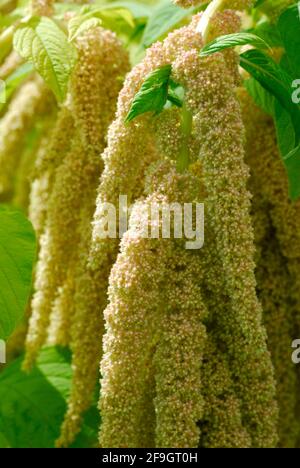 Foxtail Amaranth (Amaranthus caudatus), flowering Stock Photo - Alamy