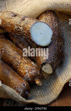 Cassavaroots, roots (Manihot esculenta Stock Photo - Alamy